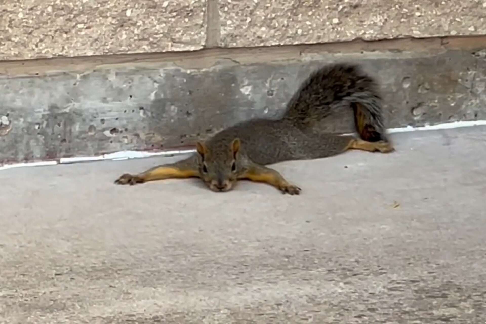 Texas squirrels aren't melting in heat. They are 'splooting'