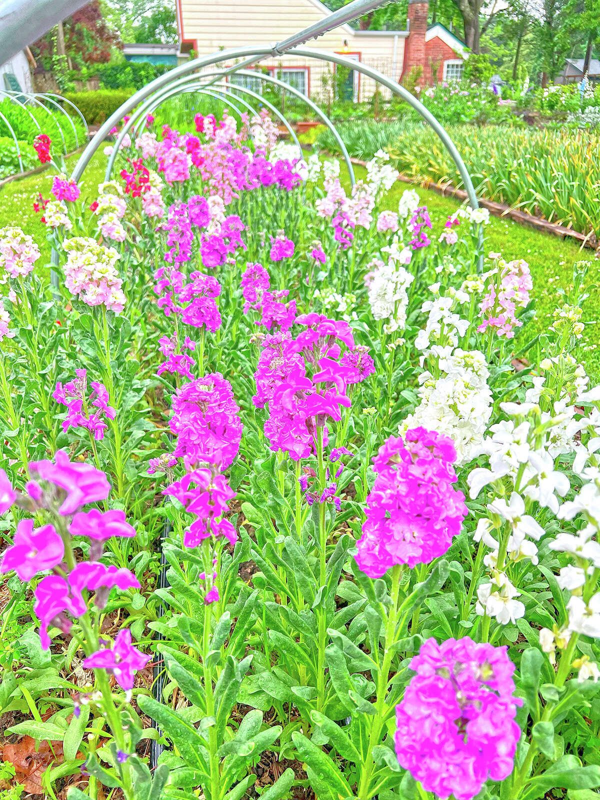 For beautiful bouquets all season long, grow your own