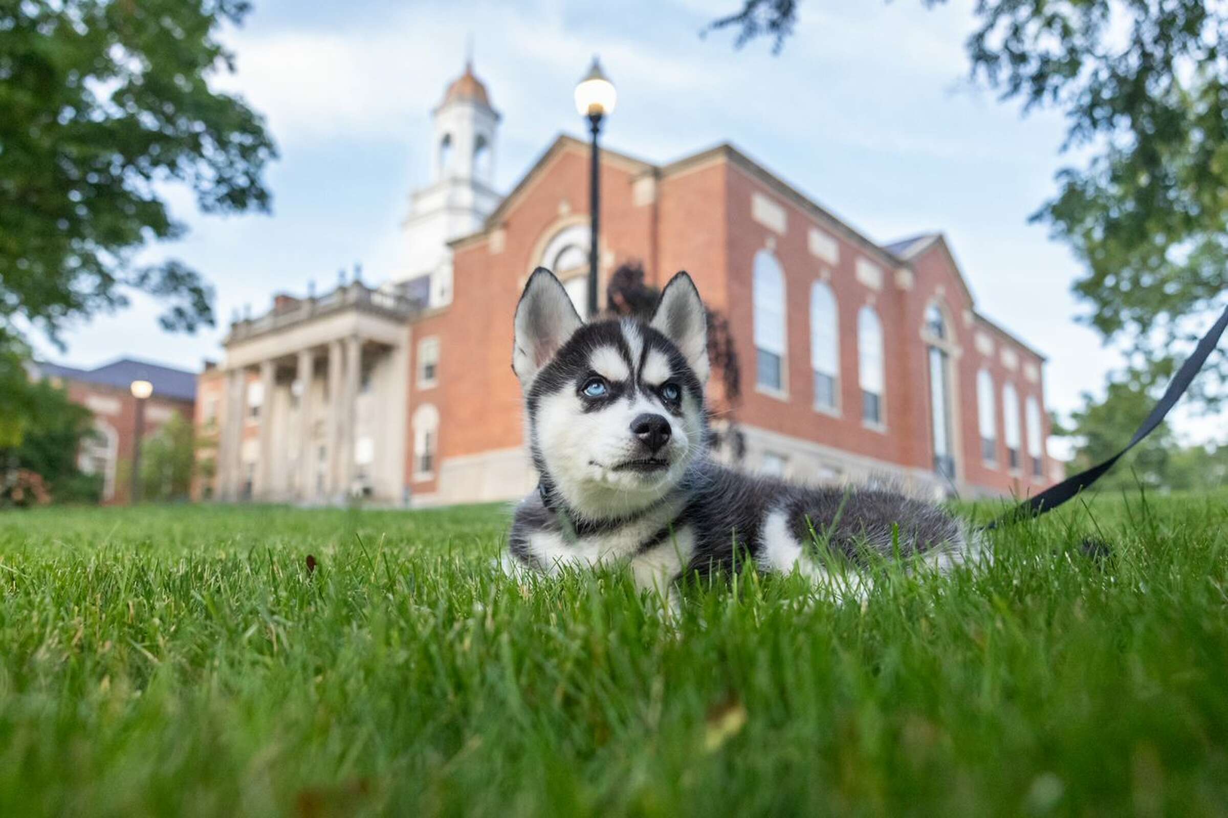 Jonathan, UConn Husky mascot, stays home from Final Four trip to Ariz.