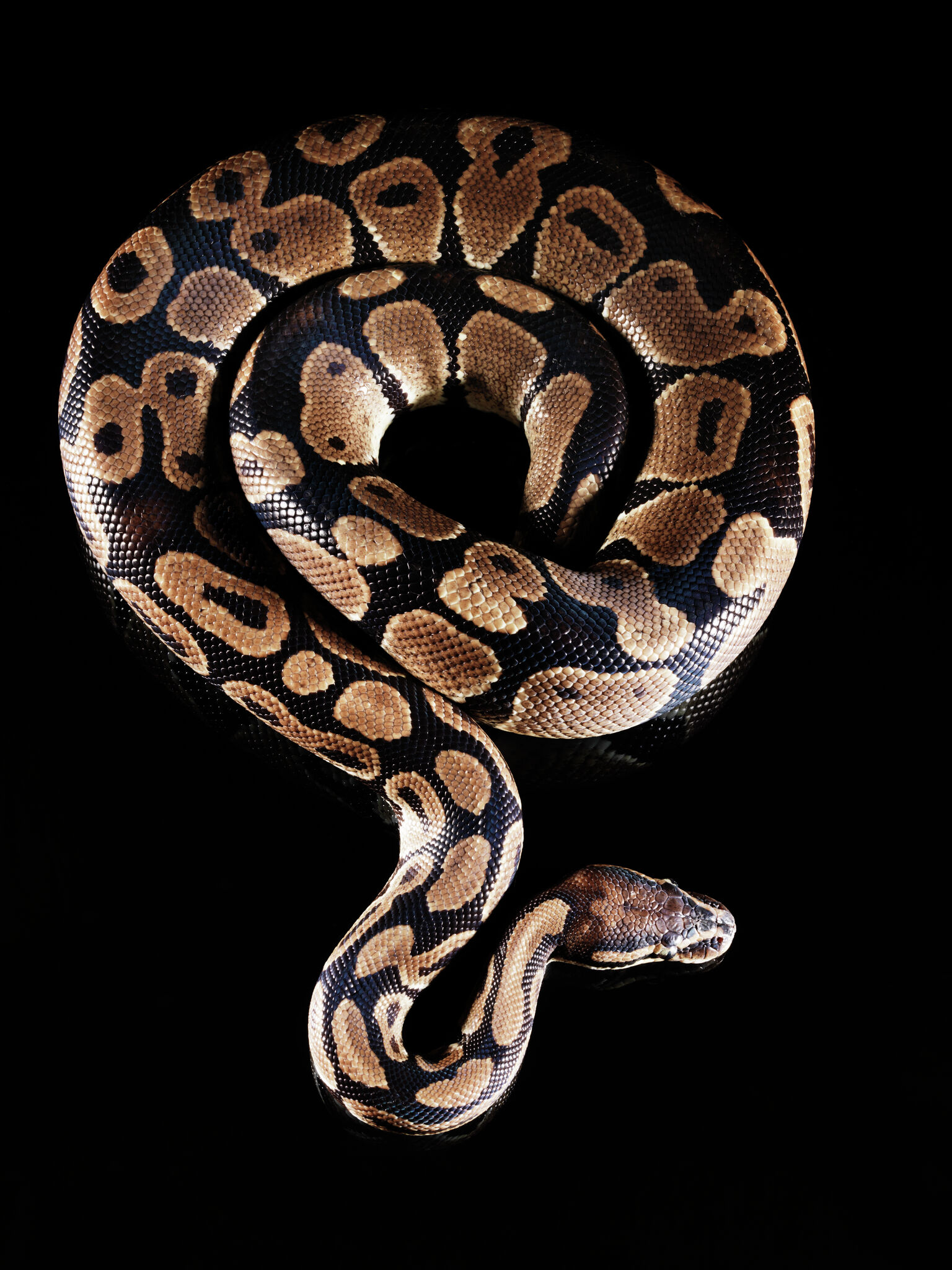 Man pleads guilty to smuggling pythons in pants at border