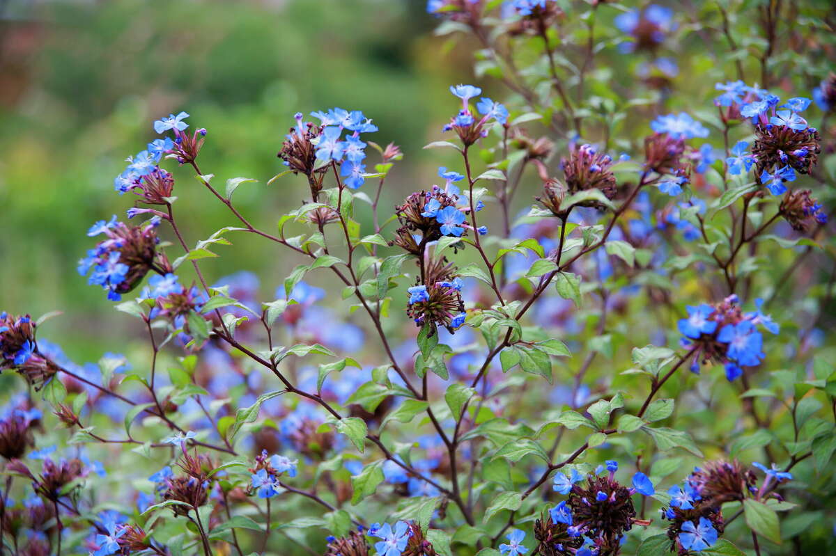 These are the perennials blooming now in San Antonio