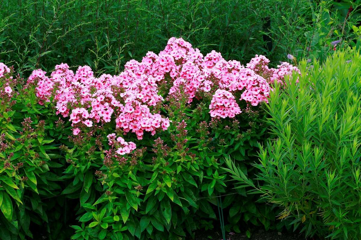 These are the perennials blooming now in San Antonio