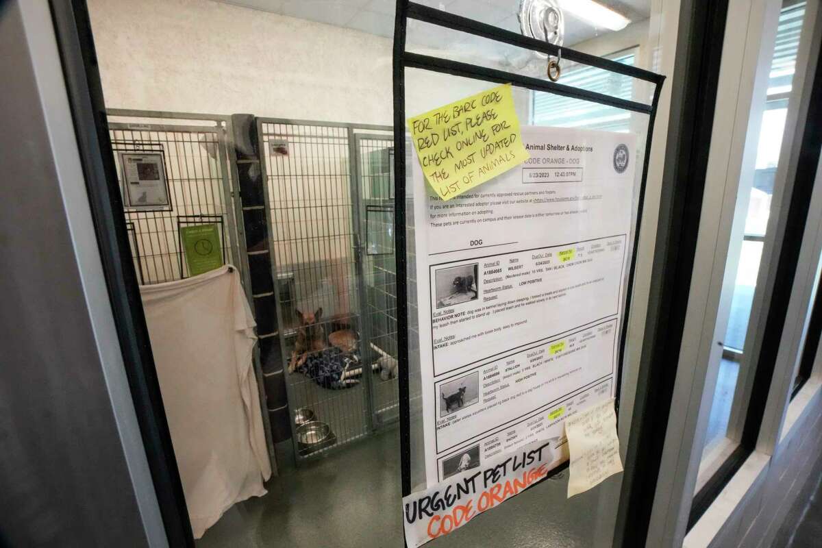 Houston shelter workers managing influx of strays as euthanasia climbs