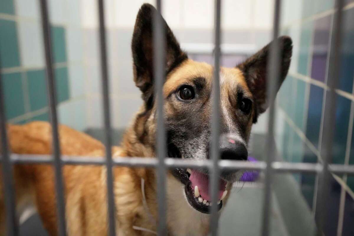Houston shelter workers managing influx of strays as euthanasia climbs