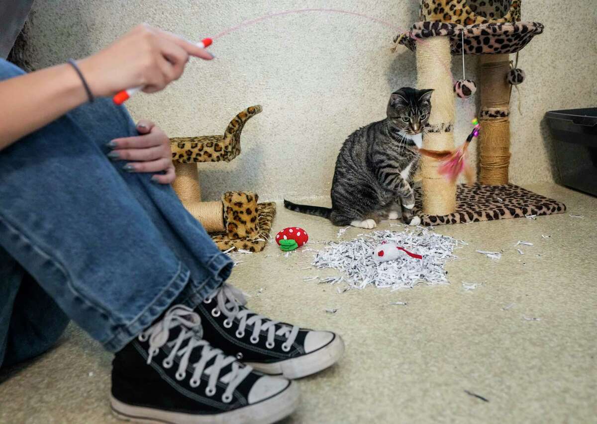 Houston shelter workers managing influx of strays as euthanasia climbs