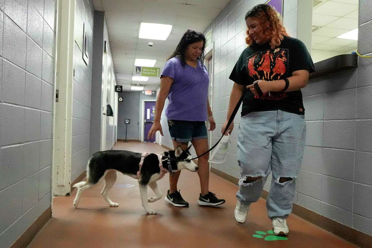 Houston shelter workers managing influx of strays as euthanasia climbs