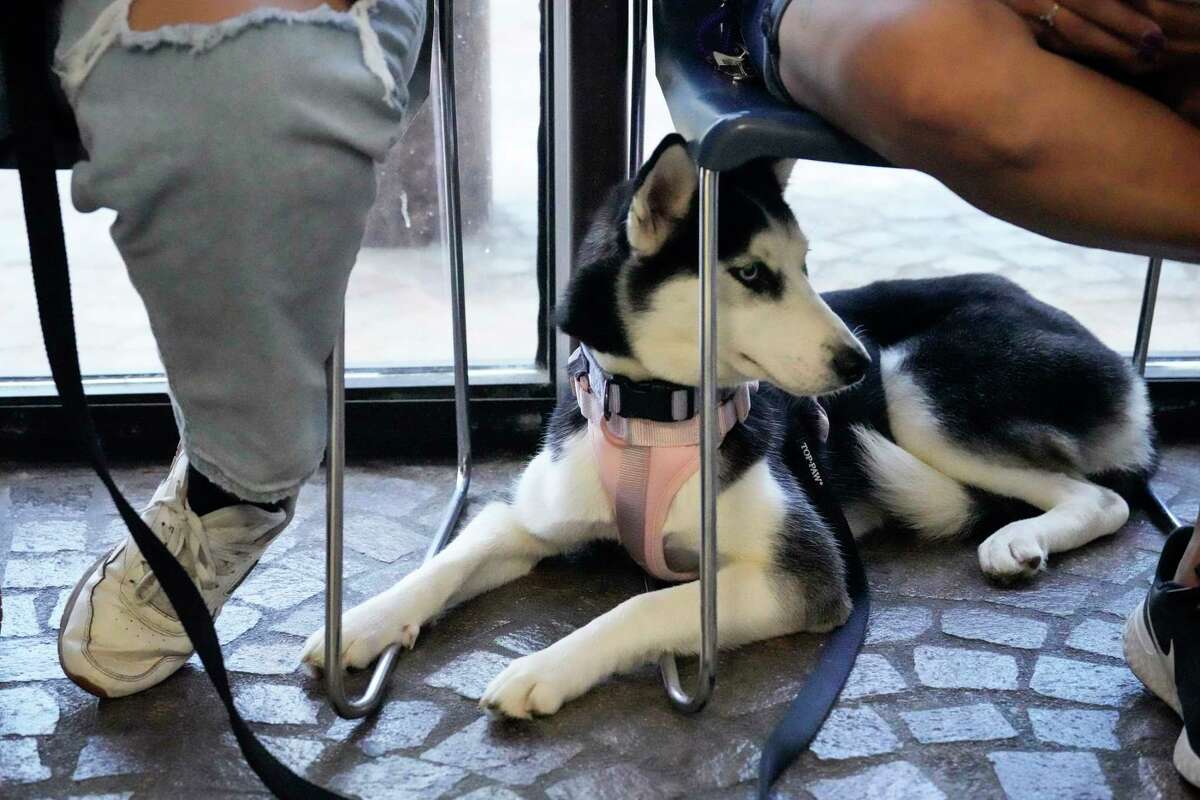 Houston shelter workers managing influx of strays as euthanasia climbs