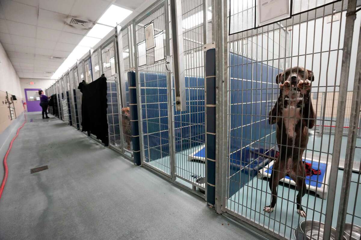 Houston shelter workers managing influx of strays as euthanasia climbs