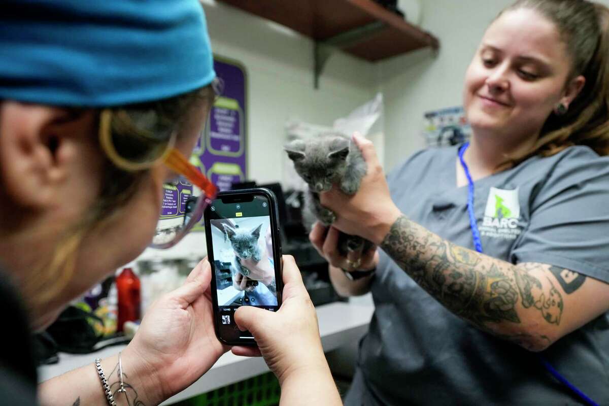 Houston shelter workers managing influx of strays as euthanasia climbs
