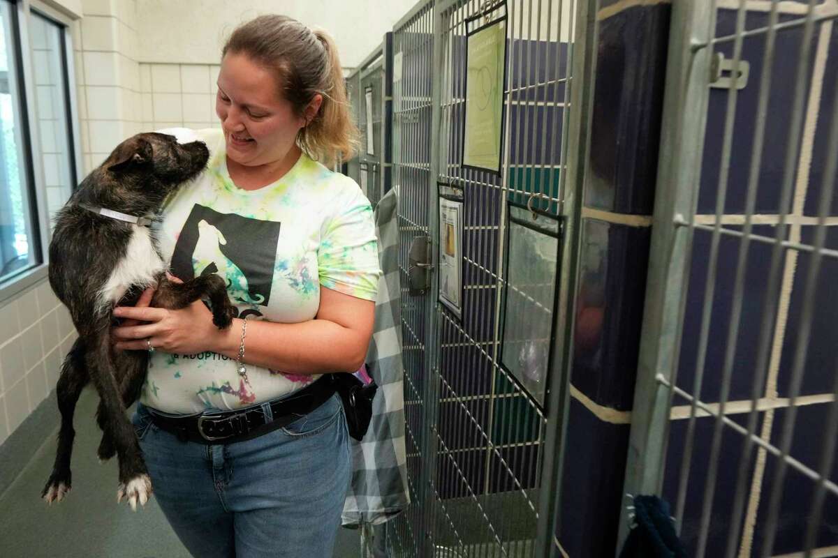 Houston shelter workers managing influx of strays as euthanasia climbs