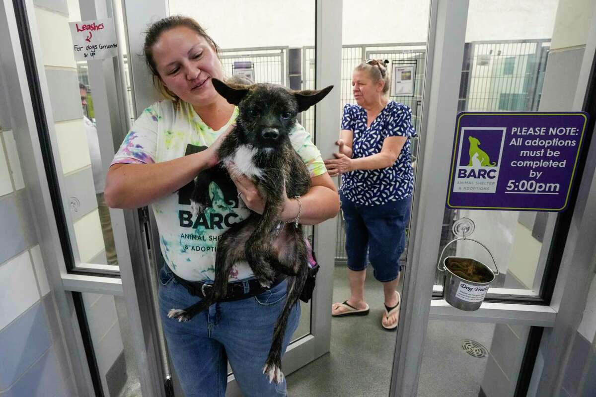 Houston shelter workers managing influx of strays as euthanasia climbs