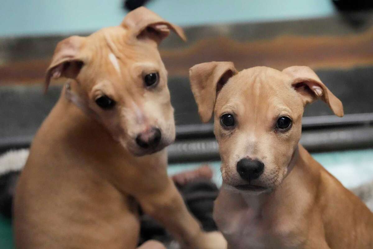 Houston shelter workers managing influx of strays as euthanasia climbs