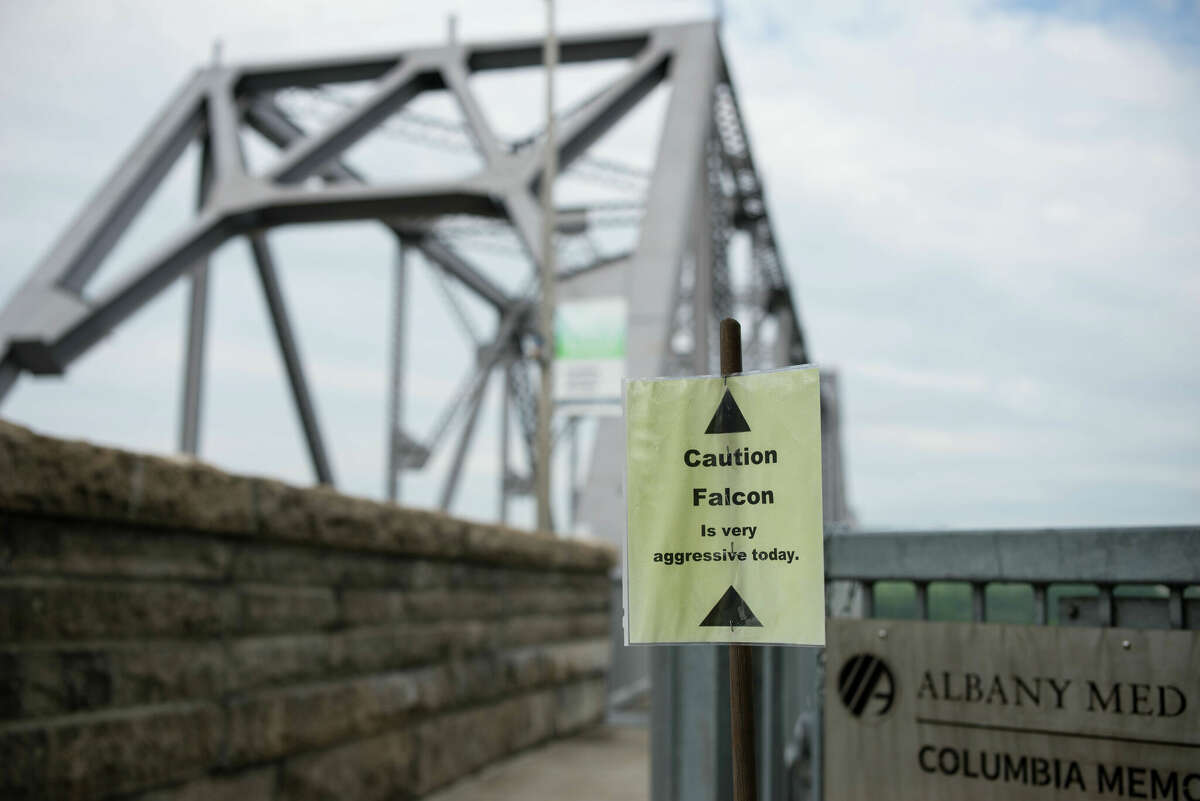 Peregrine falcon at Rip Van Winkle Bridge harasses pedestrians