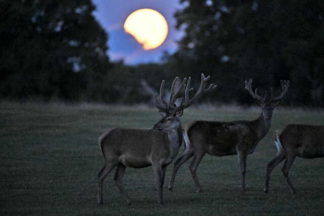 July supermoon set to peak on the eve of America's Birthday