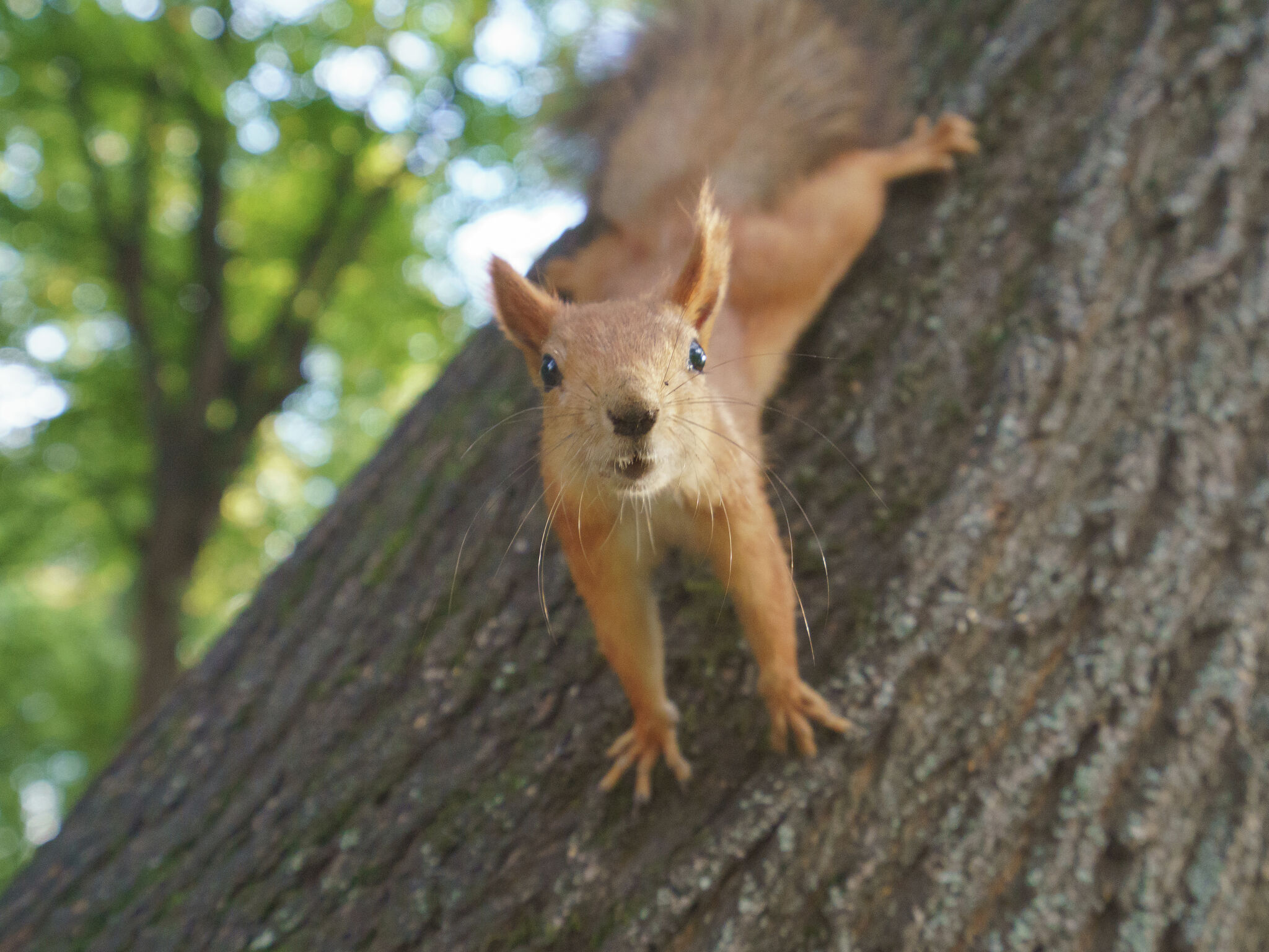 Video: Texas squirrels 'splooting' to beat the heat