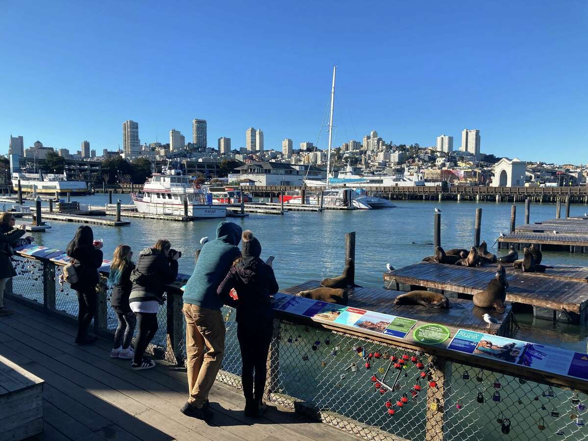 SF’s Pier 39 has a new educational exhibit about its famous sea lions