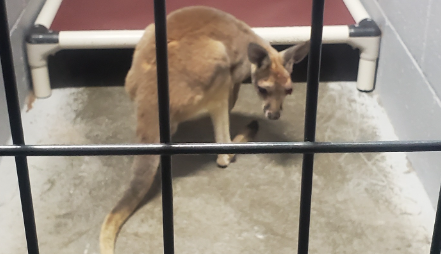 A kangaroo in Kansas? This joey is receiving care after it was hit by a ...