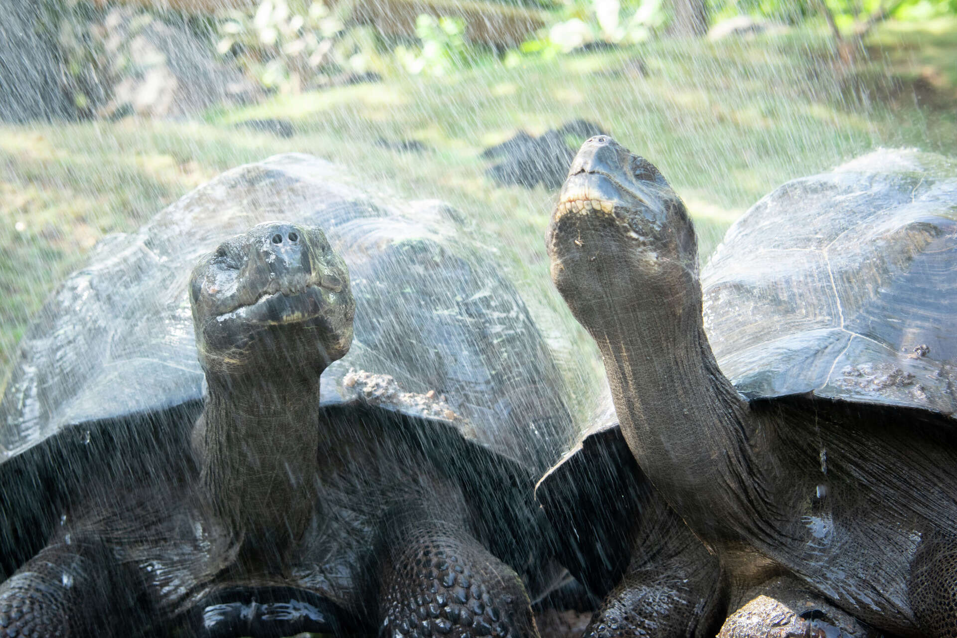 Houston Zoo keeps animals cool in Texas heat: frozen treats, showers