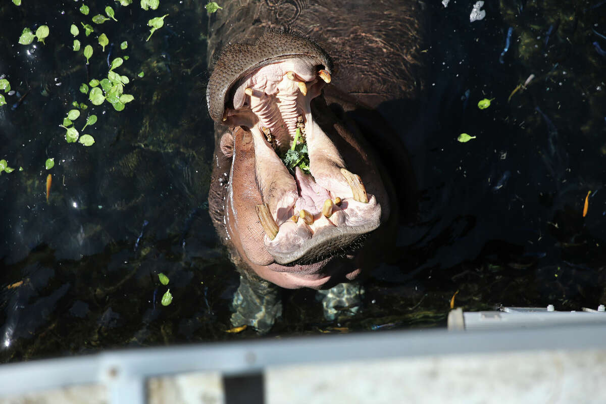 What does the San Antonio Zoo do with its animal poop?