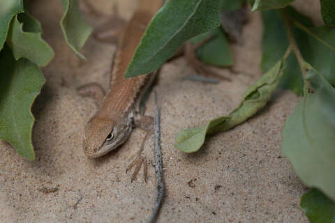 Pfluger calls for review of dunes sagebrush lizard listing