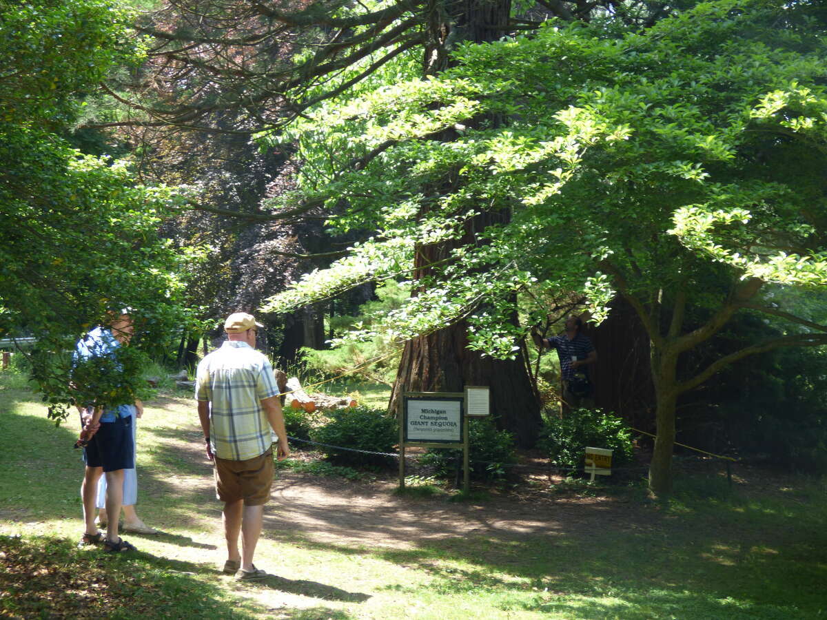 Manistee Forest Festival highlighted: See what drew the large crowds