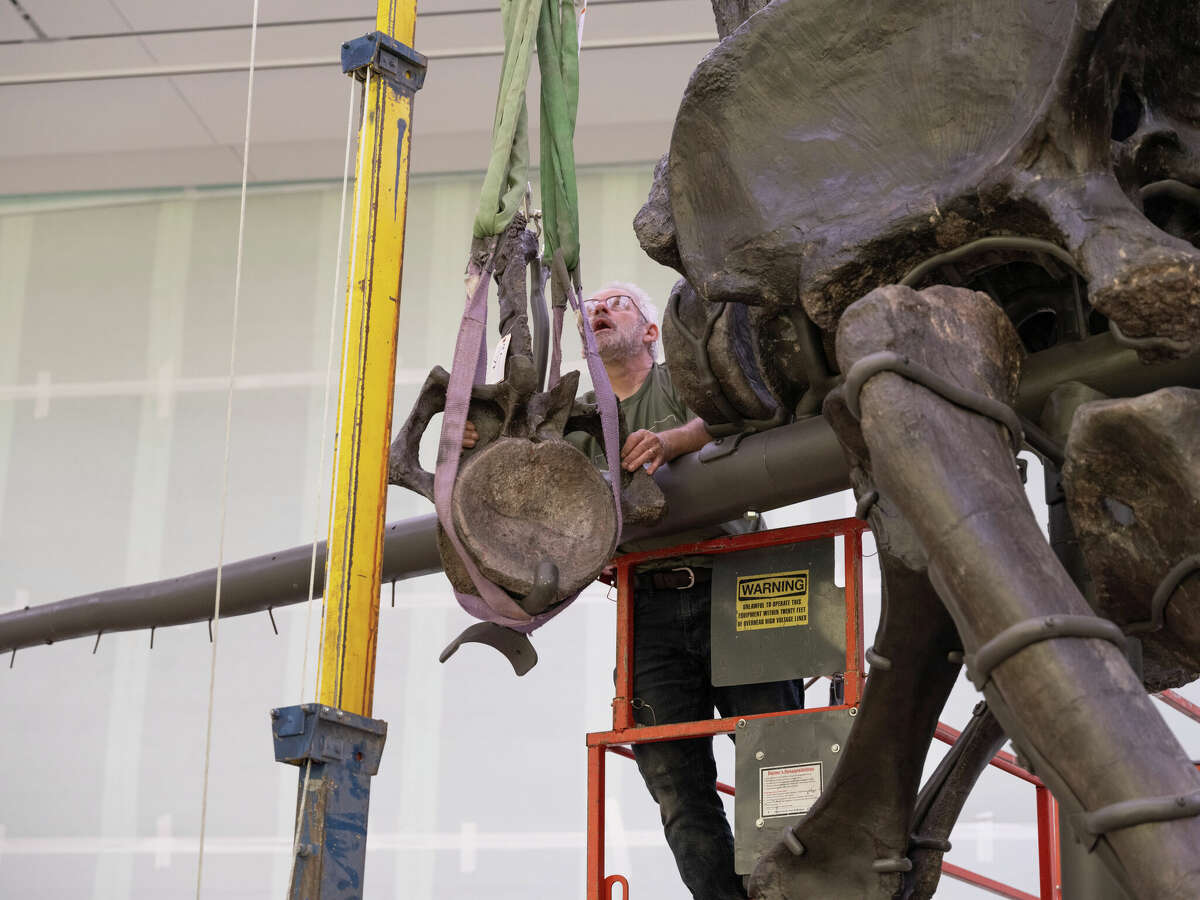 Yale Peabody's Brontosaurus is returning more lifelike than ever