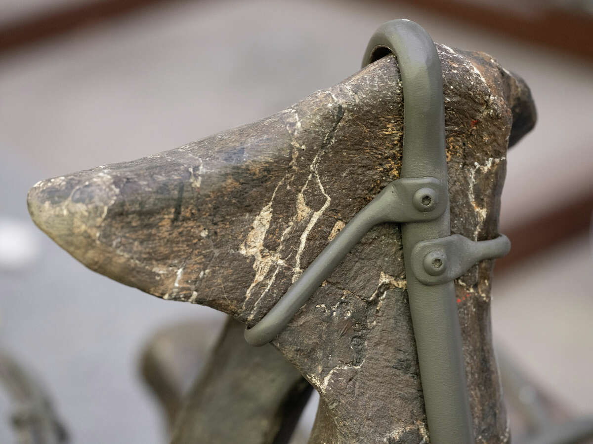 Yale Peabody's Brontosaurus is returning more lifelike than ever