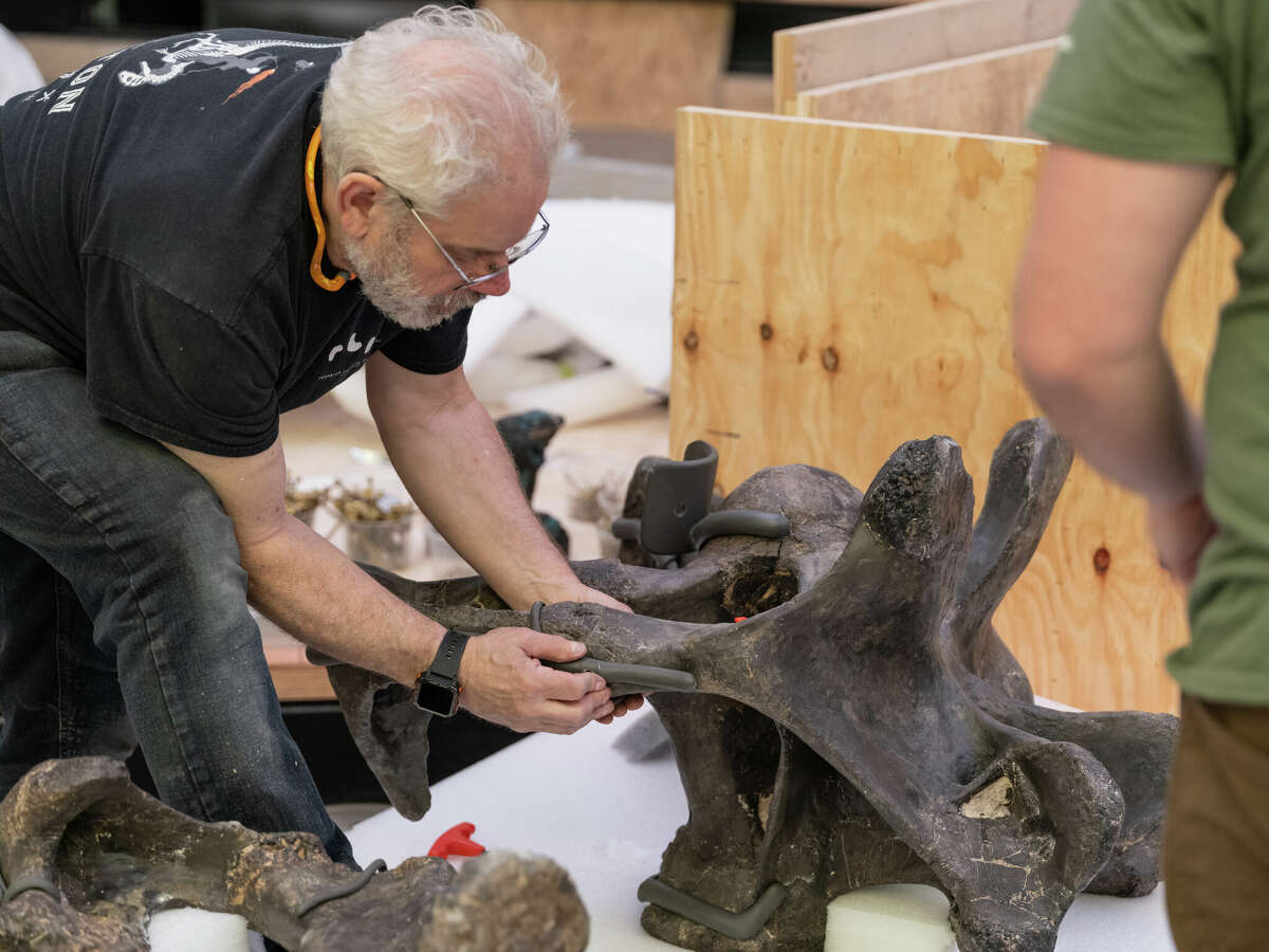 Yale Peabody's Brontosaurus is returning more lifelike than ever