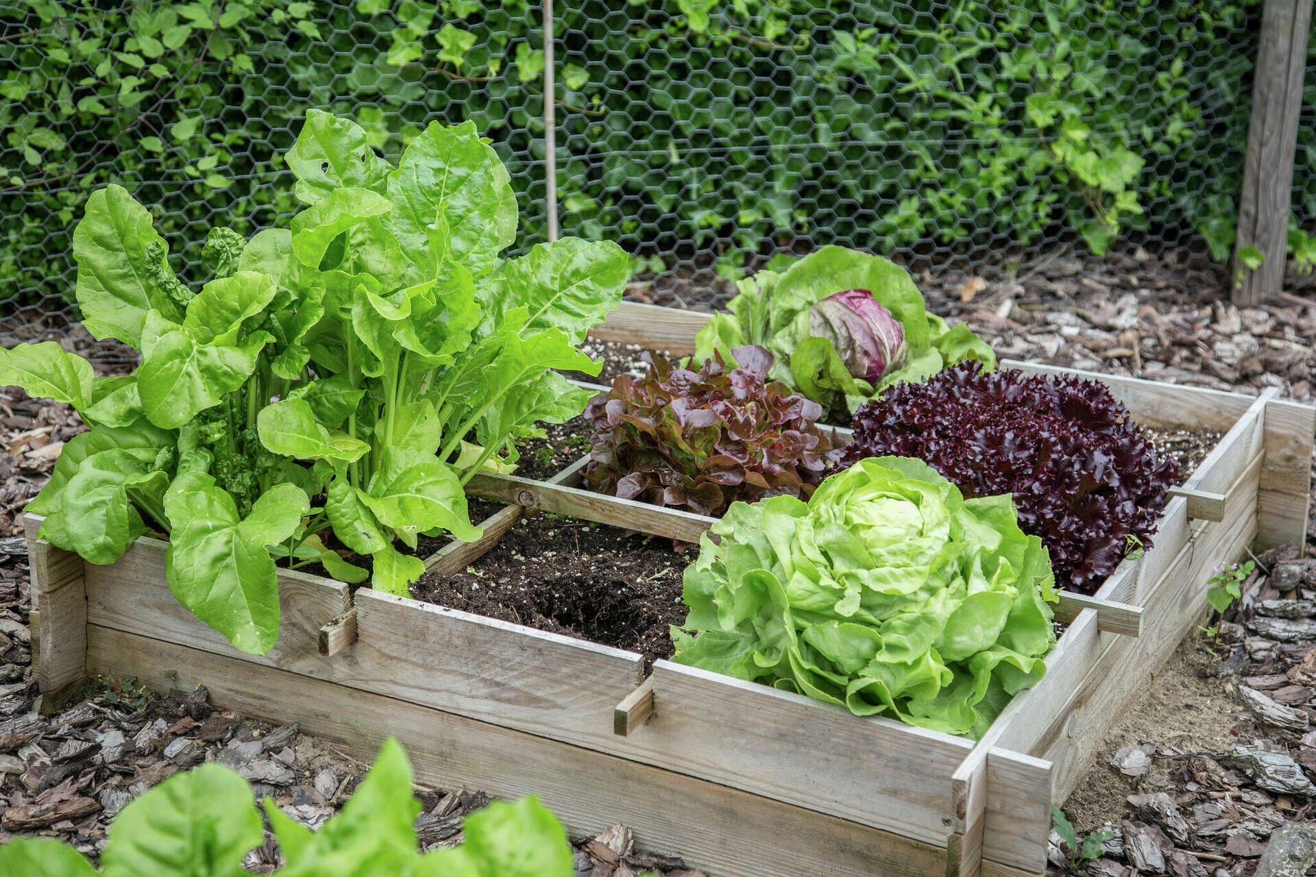 Repel Pests by Using Irish Spring Soap in Your Garden