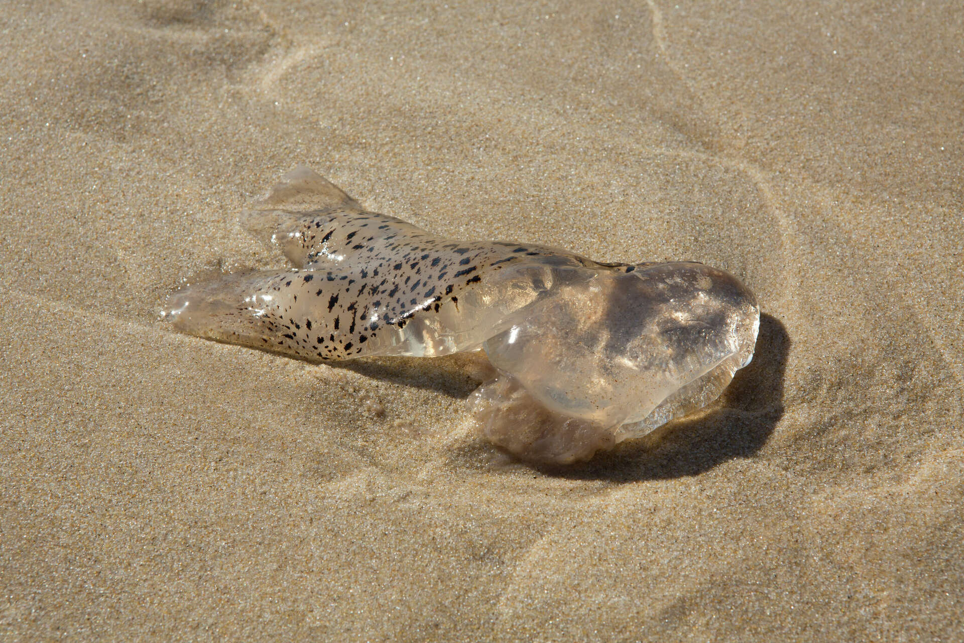 Invasive, blob-like jellyfish creature found on Texas beach