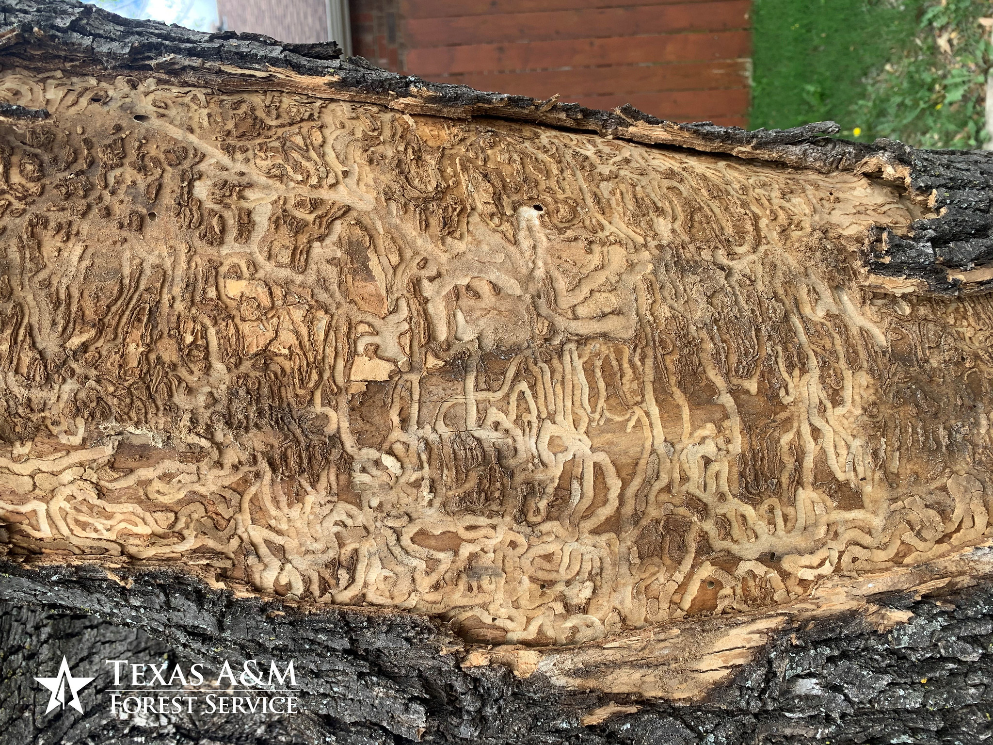 Invasive emerald ash borer beetle found in North Texas