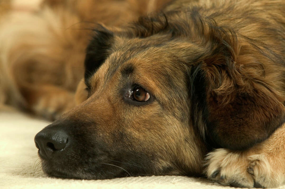 5 ways to prevent mishaps between pet owners and their pets 5 ways to prevent mishaps between pet owners and their pets