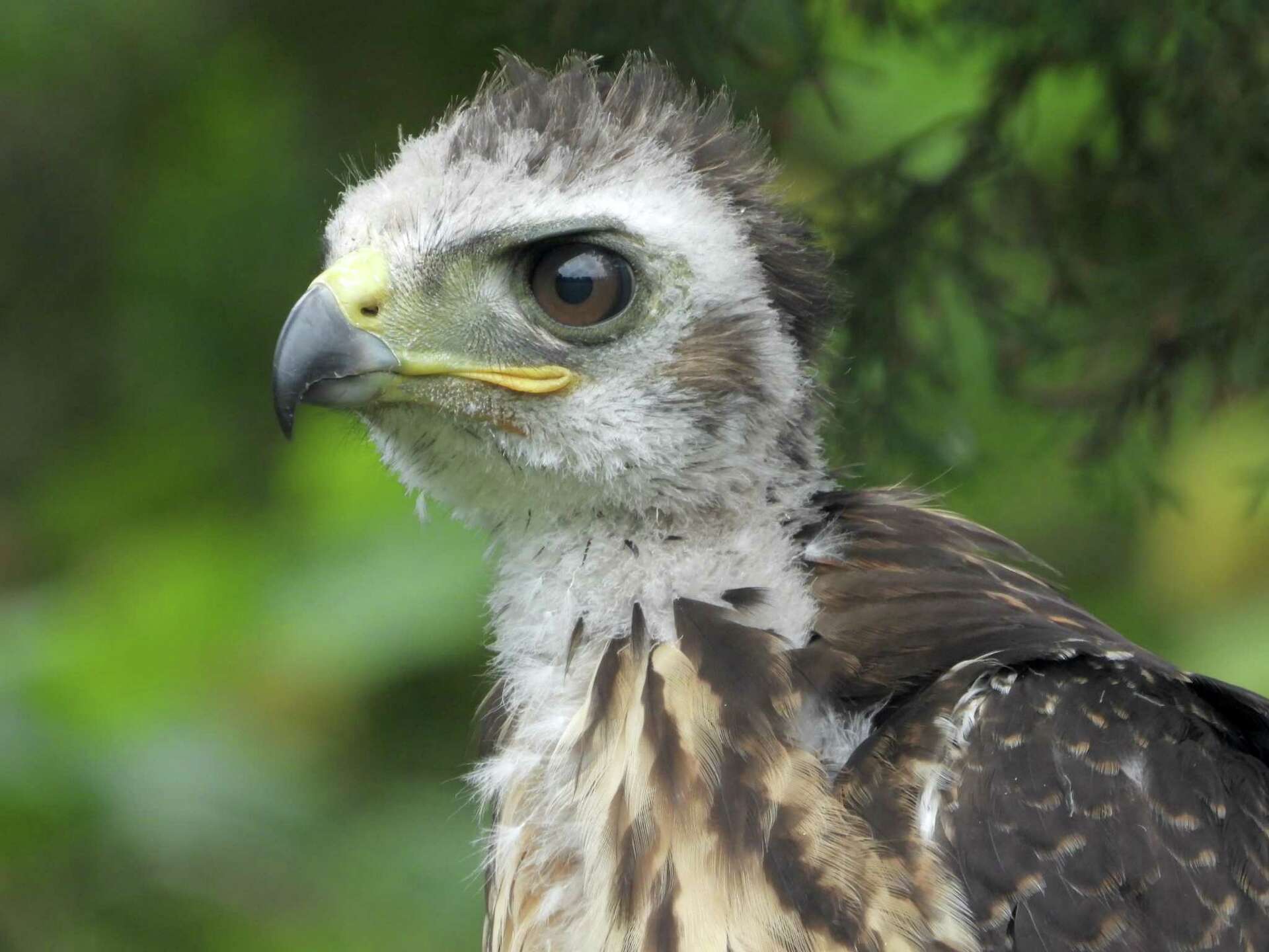 Baby hawk fell 100 feet in Golden Gate Park, then rescue efforts began