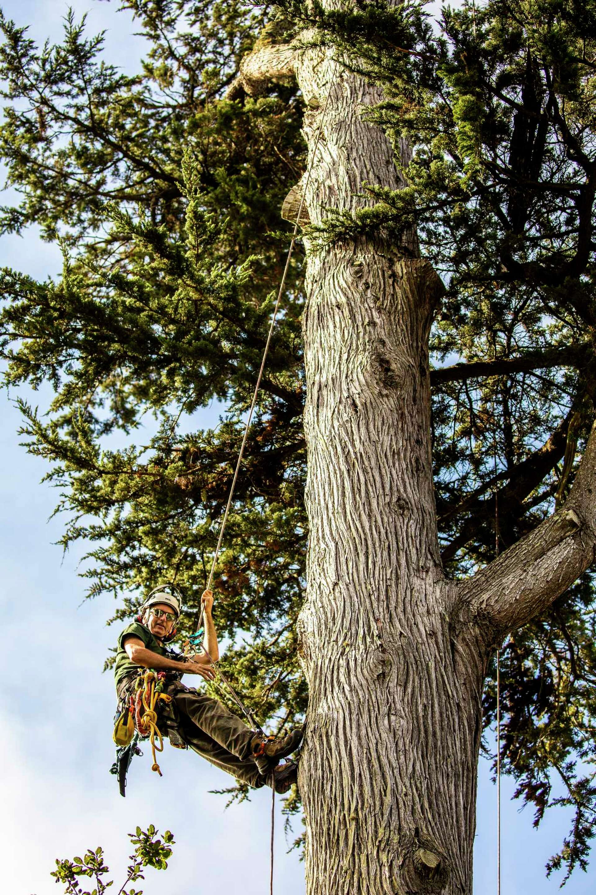 Baby hawk fell 100 feet in Golden Gate Park, then rescue efforts began