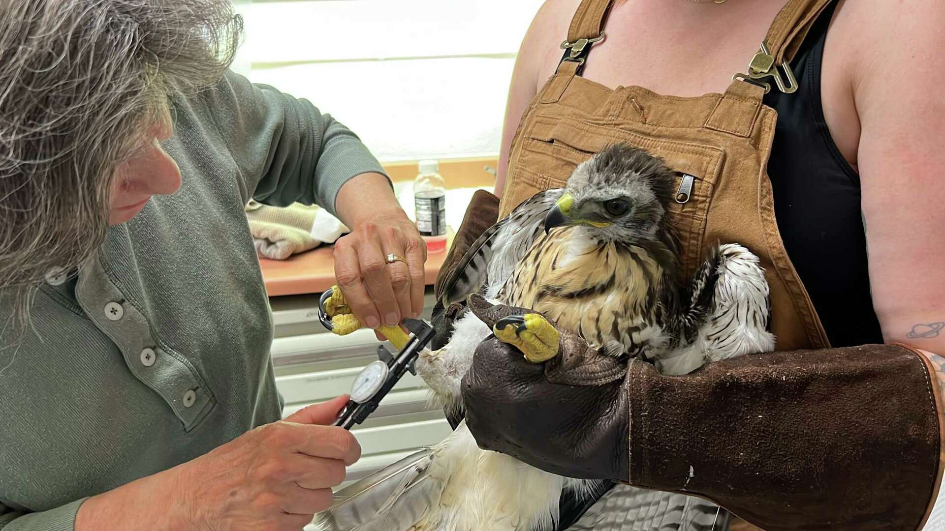 Baby hawk fell 100 feet in Golden Gate Park, then rescue efforts began