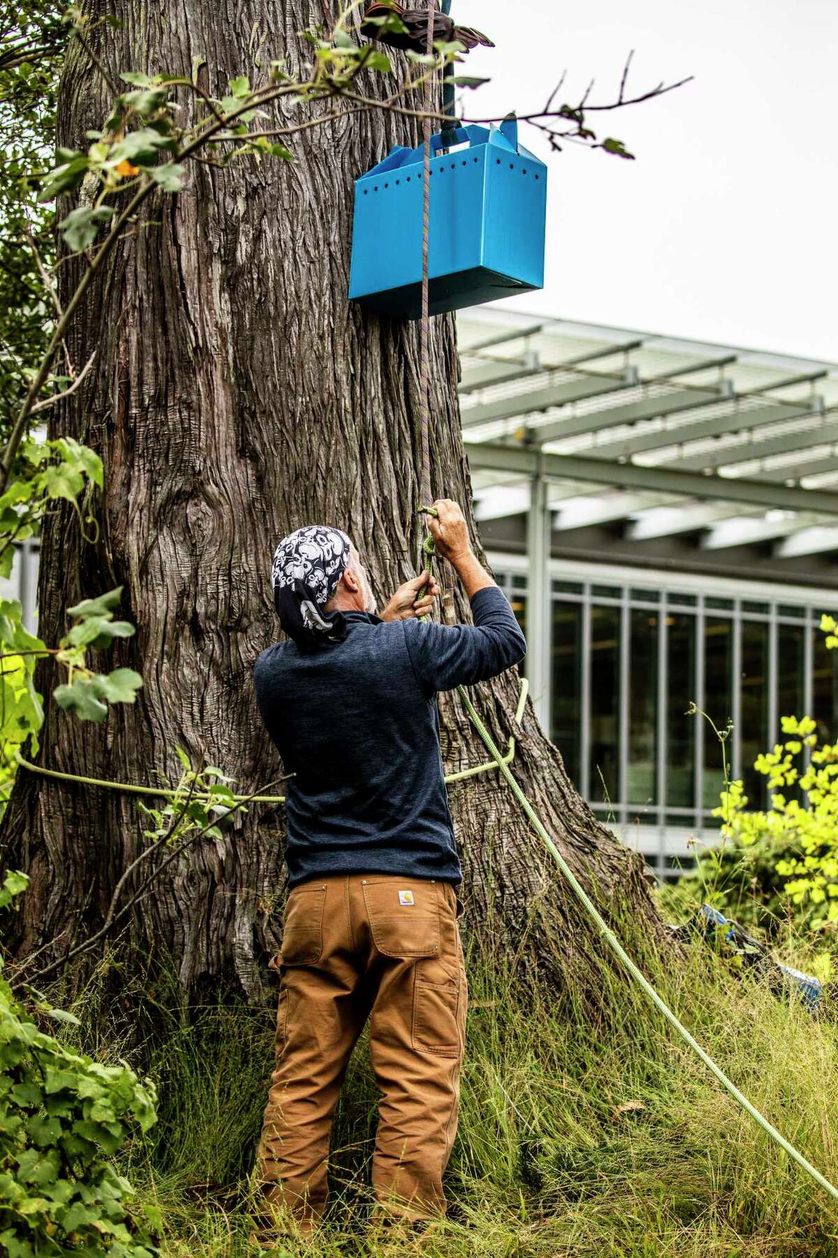 Baby hawk fell 100 feet in Golden Gate Park, then rescue efforts began