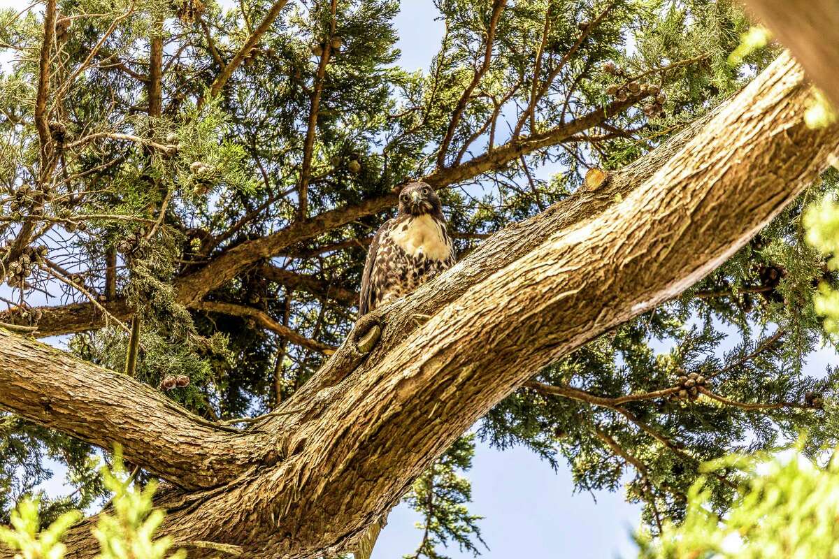 Baby hawk fell 100 feet in Golden Gate Park, then rescue efforts began