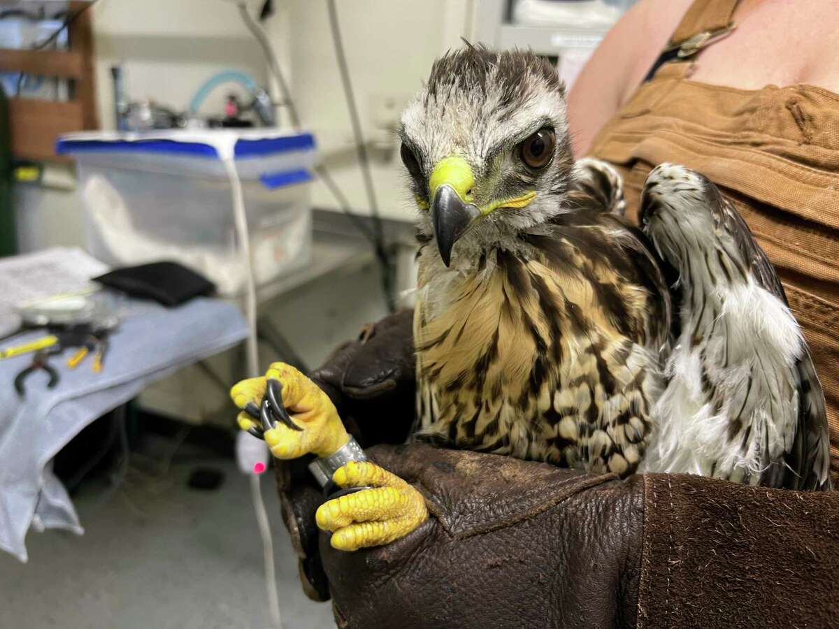 Baby hawk fell 100 feet in Golden Gate Park, then rescue efforts began