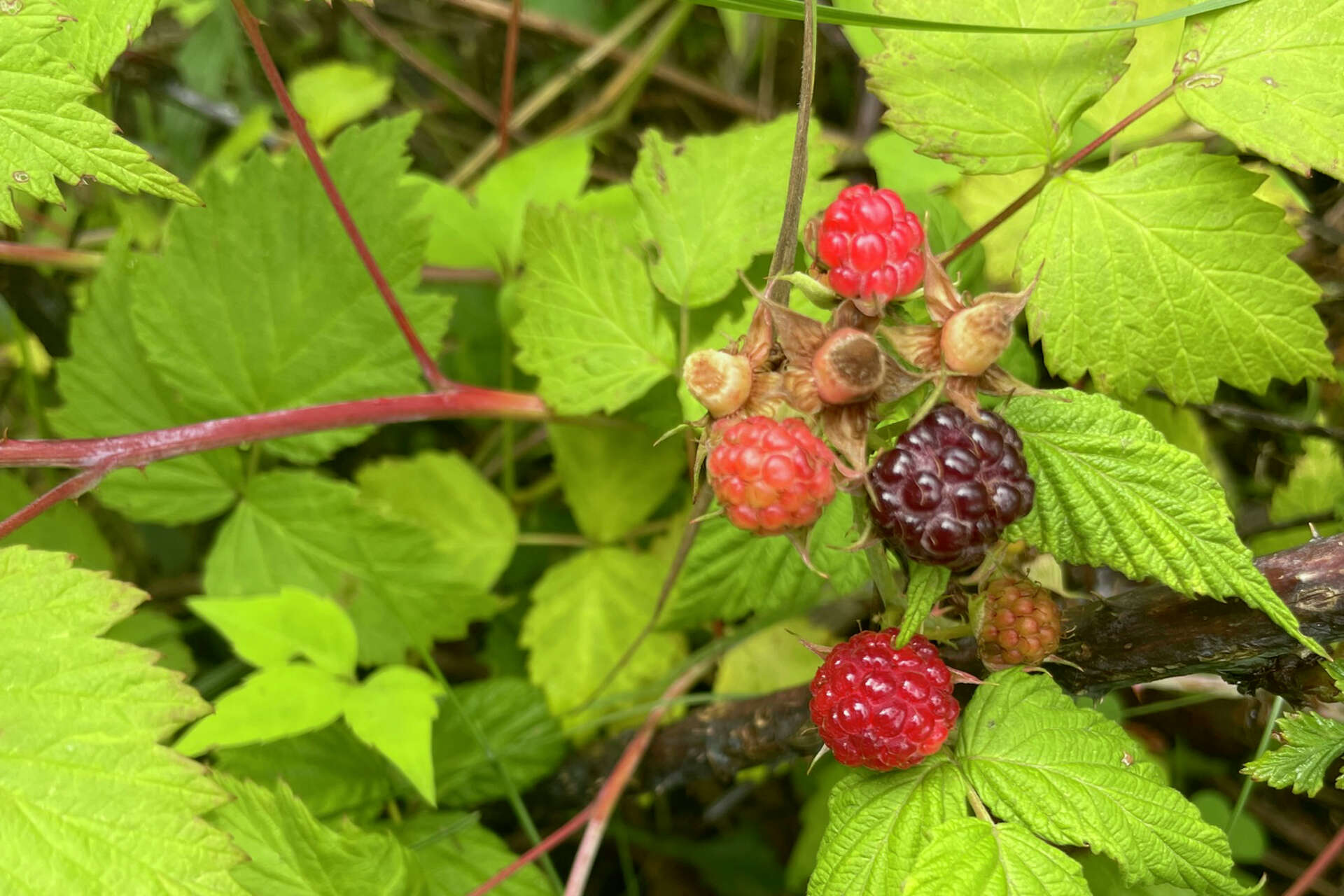 What to know about picking wild berries in New York