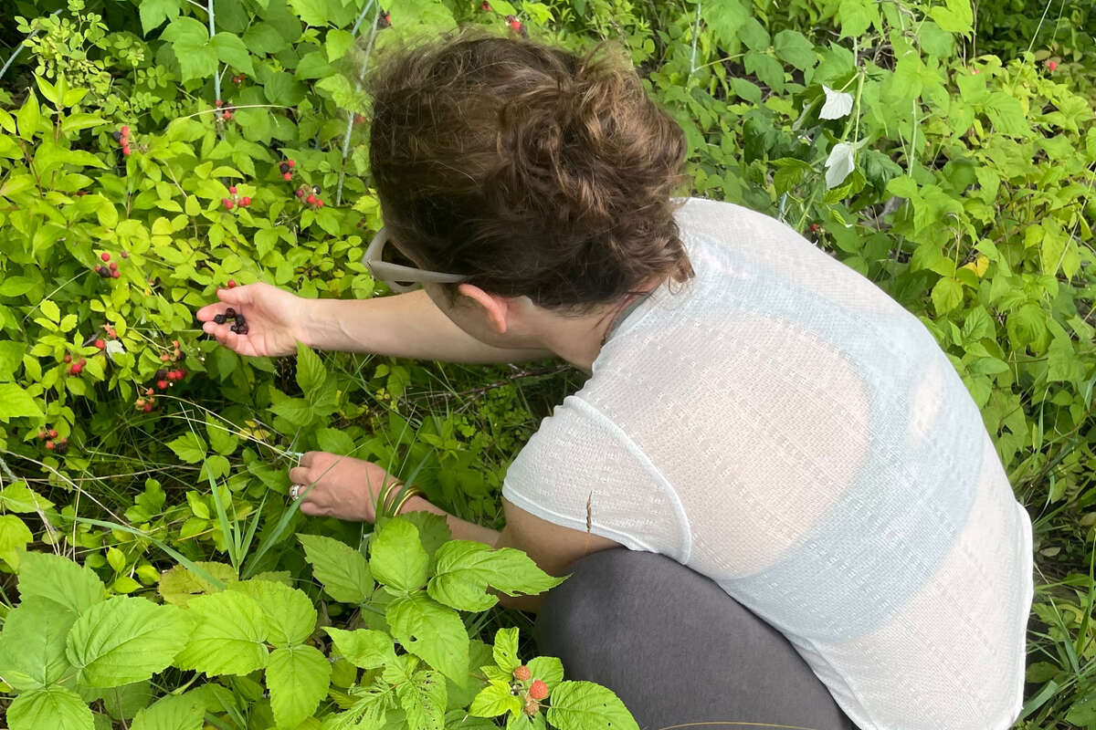 What to know about picking wild berries in New York