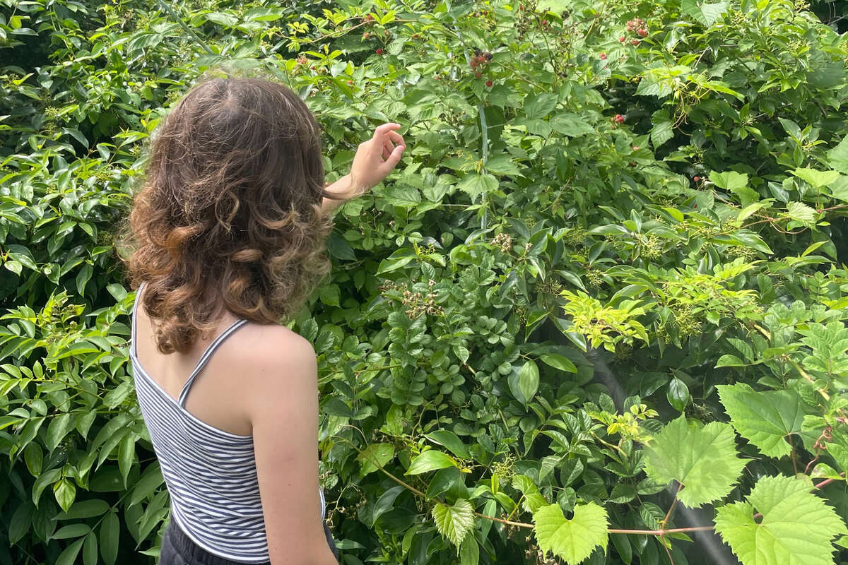 What to know about picking wild berries in New York