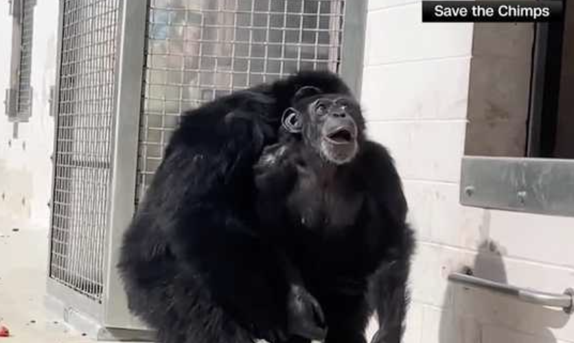 WATCH: Chimp named Vanilla sees sky for first time in viral video from ...