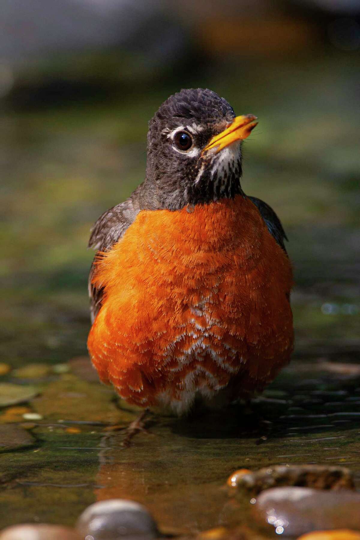 Homeowners can help songbirds deal with the summer heat