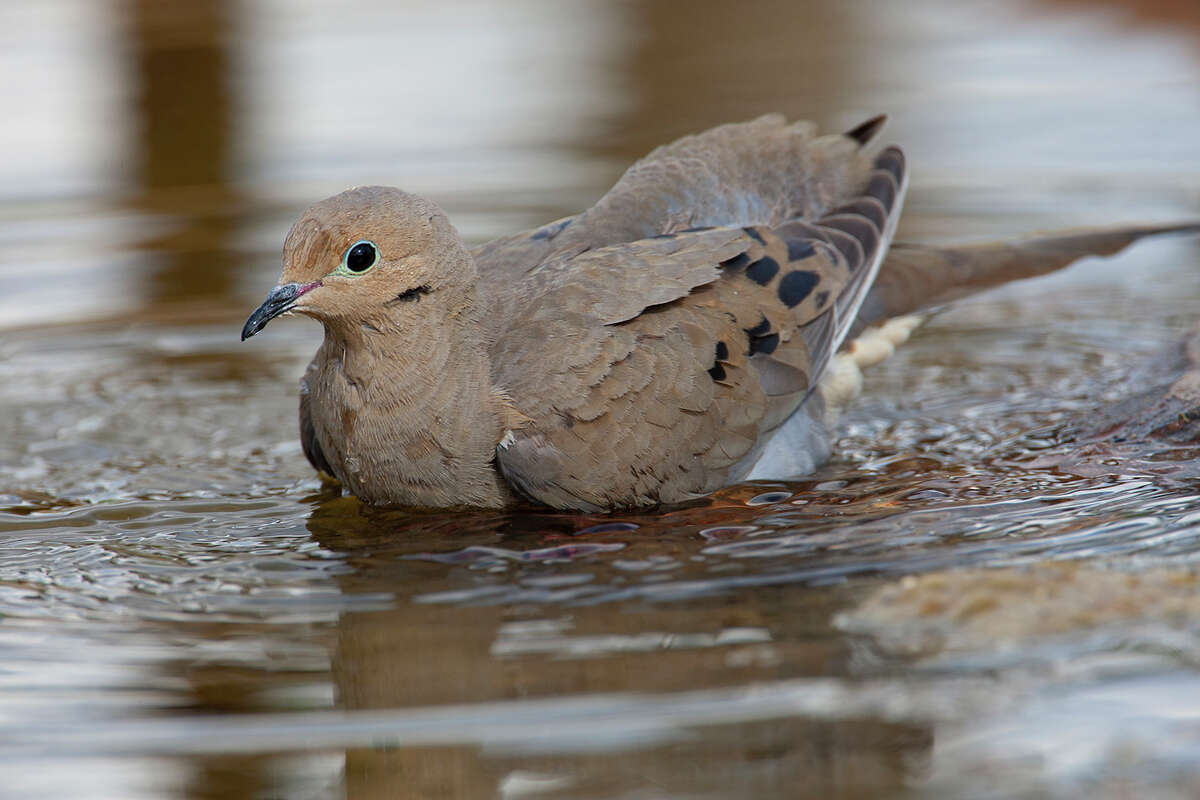 Homeowners can help songbirds deal with the summer heat