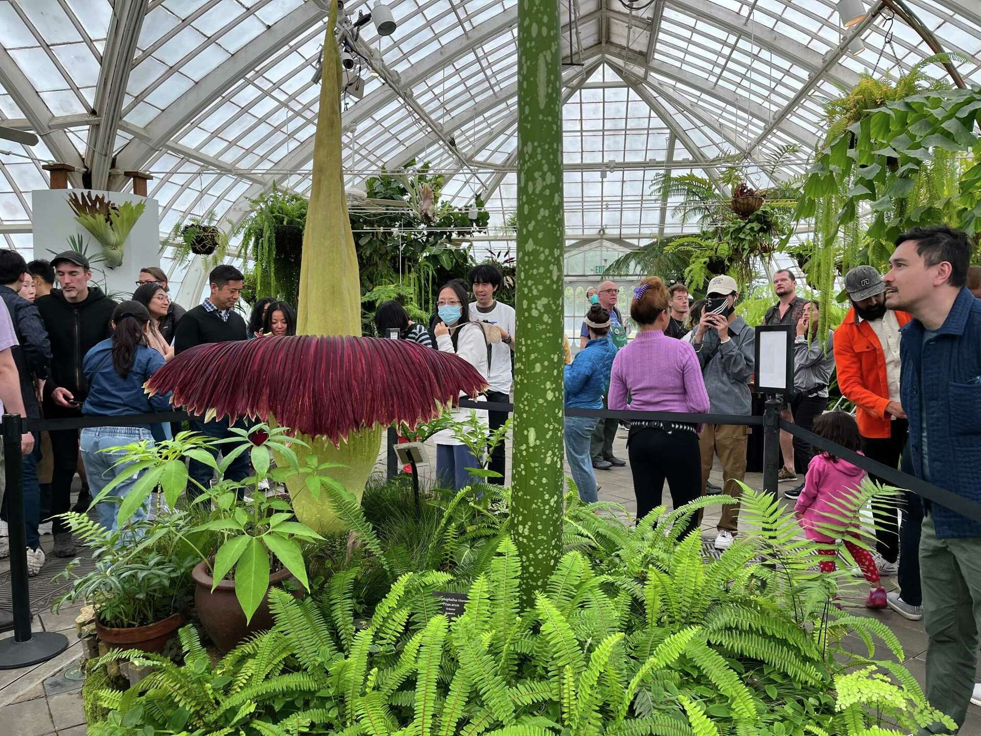 Rare corpse flower draws hundreds to SF's Golden Gate Park