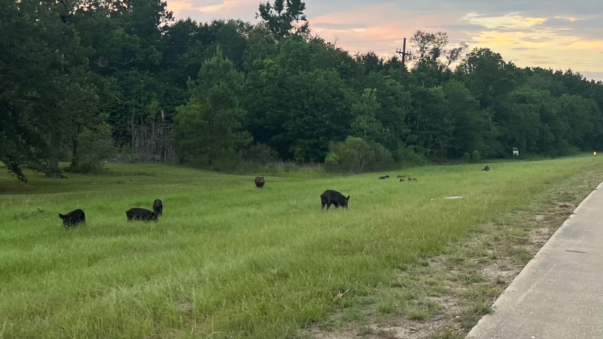 Feral hogs spotted roadside in Conroe, drivers advised to be cautious
