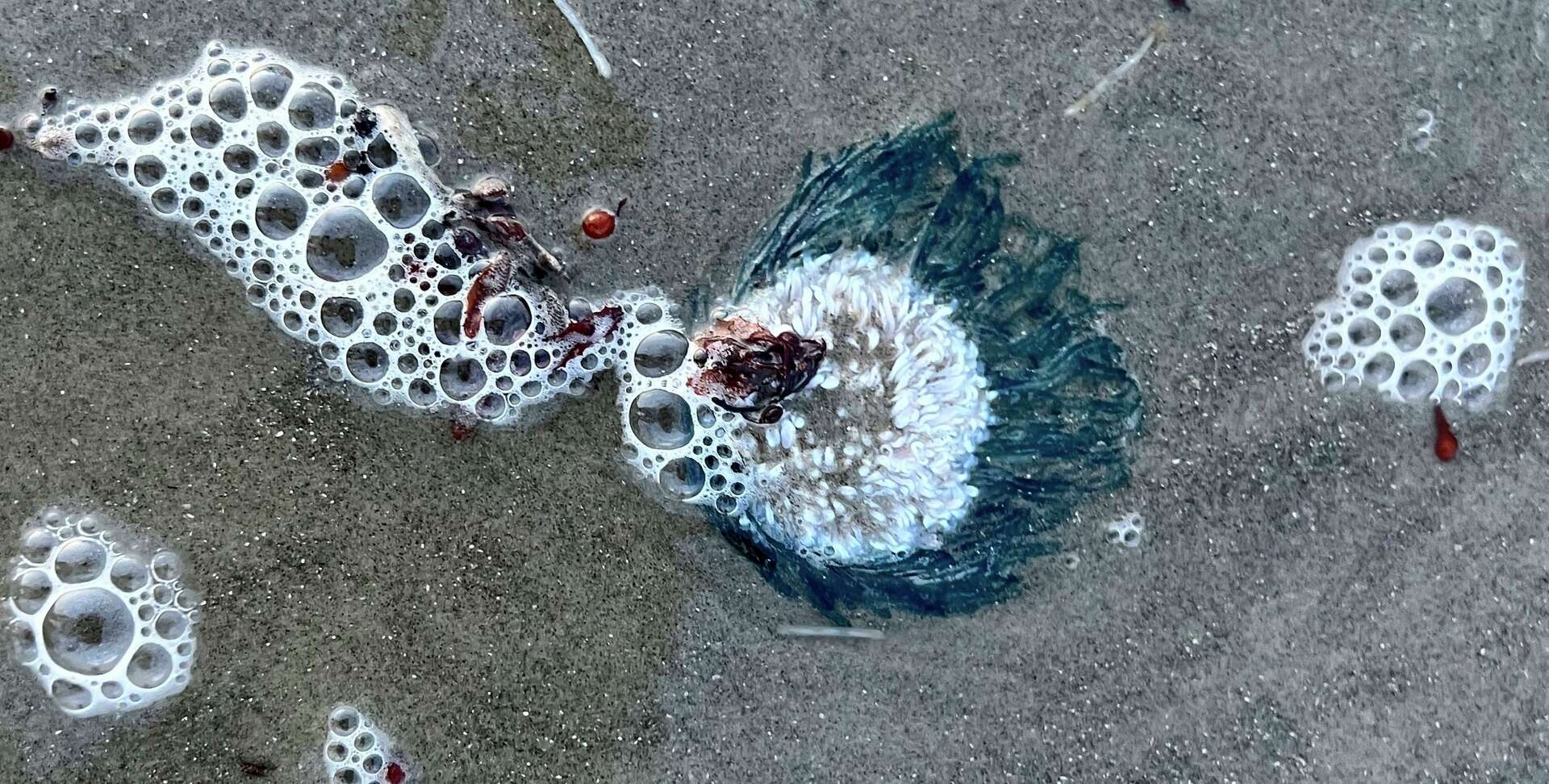 Blue buttons, jellyfish-like animals, wash ashore on Texas beaches