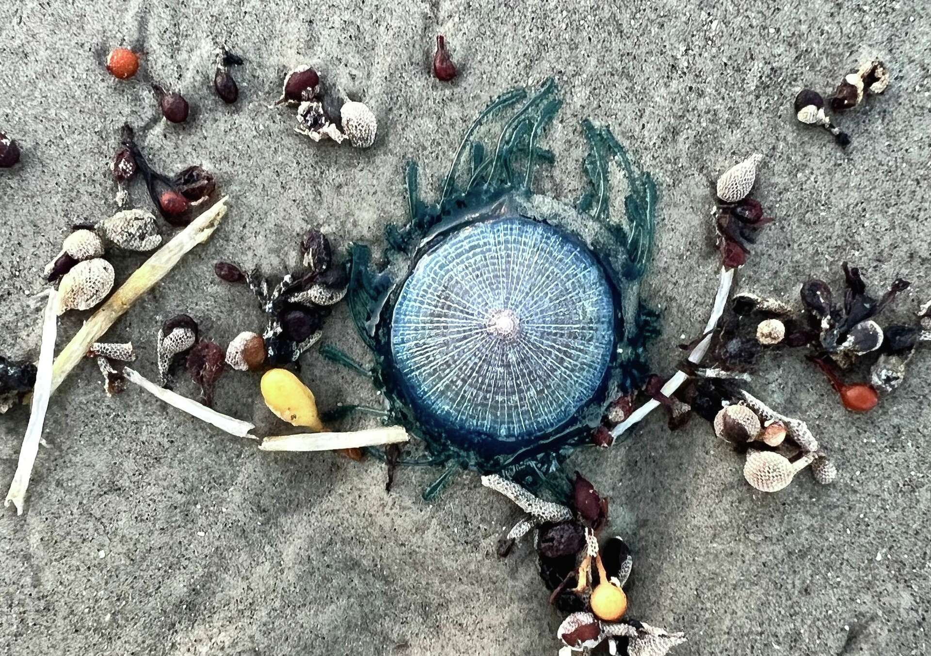Blue buttons, jellyfish-like animals, wash ashore on Texas beaches