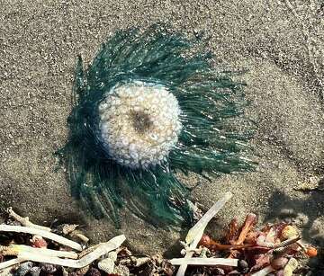 Blue buttons, jellyfish-like animals, wash ashore on Texas beaches