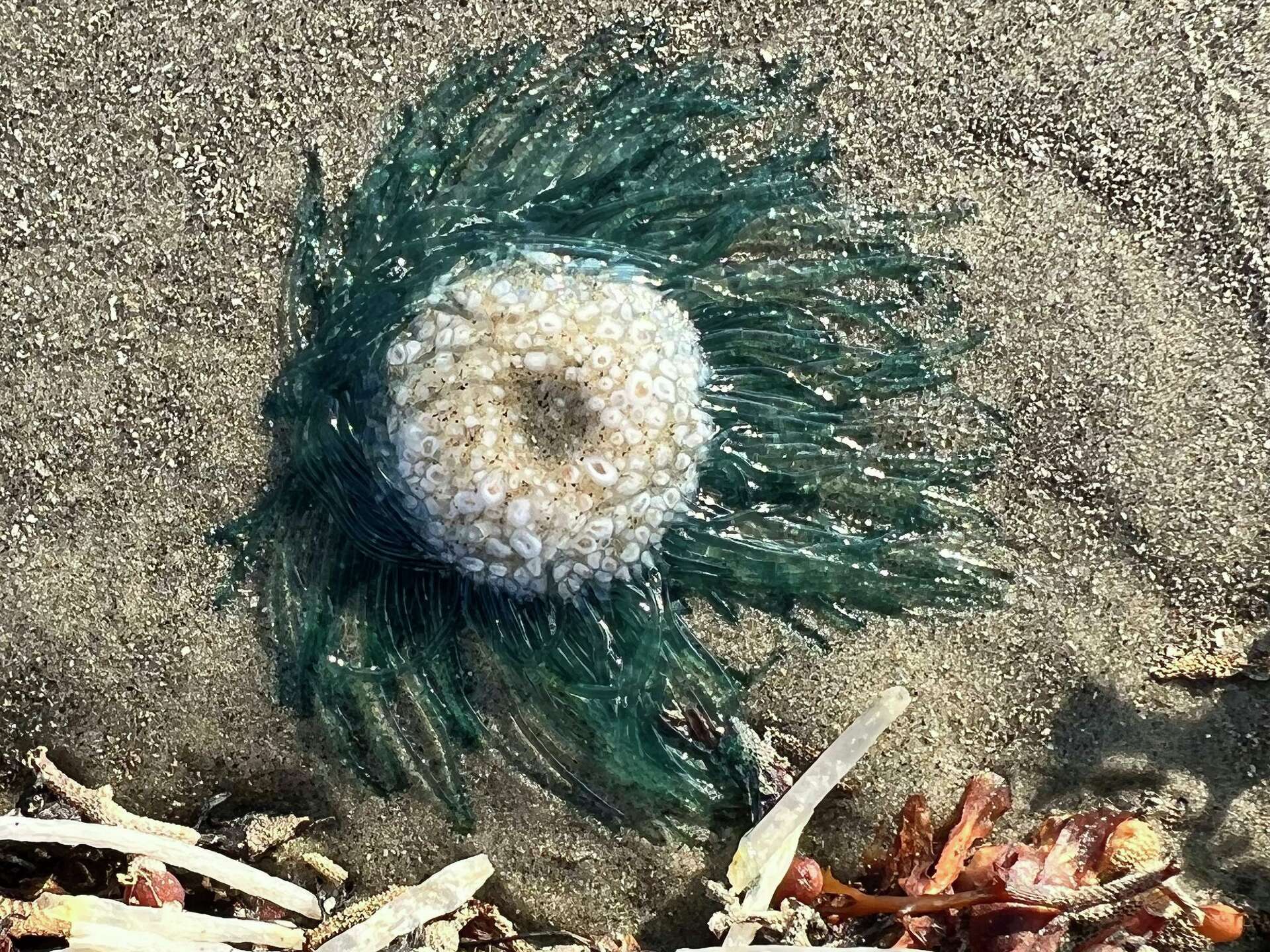 What are those blue blobs washing up on Texas shores?